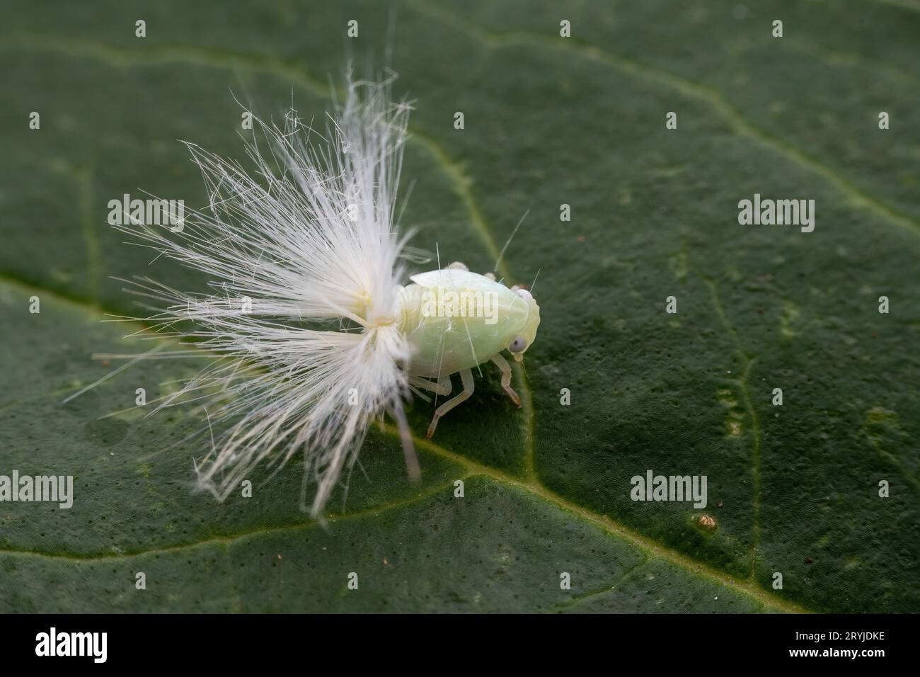 Planthopper nymphs hi-res stock photography and images - Alamy