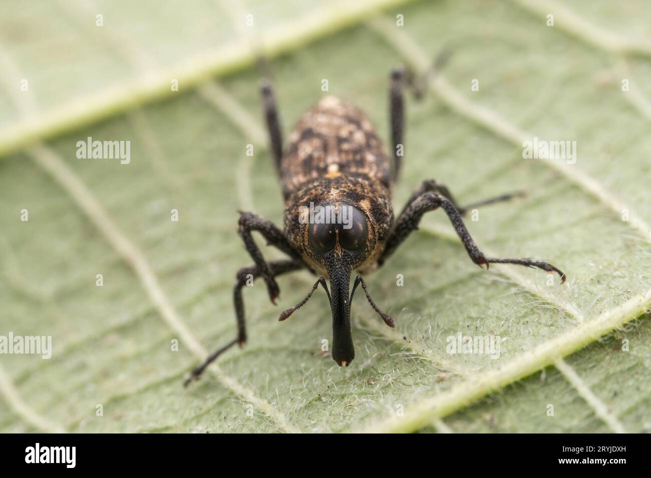 Weevil at their natural habitat hi-res stock photography and images - Alamy