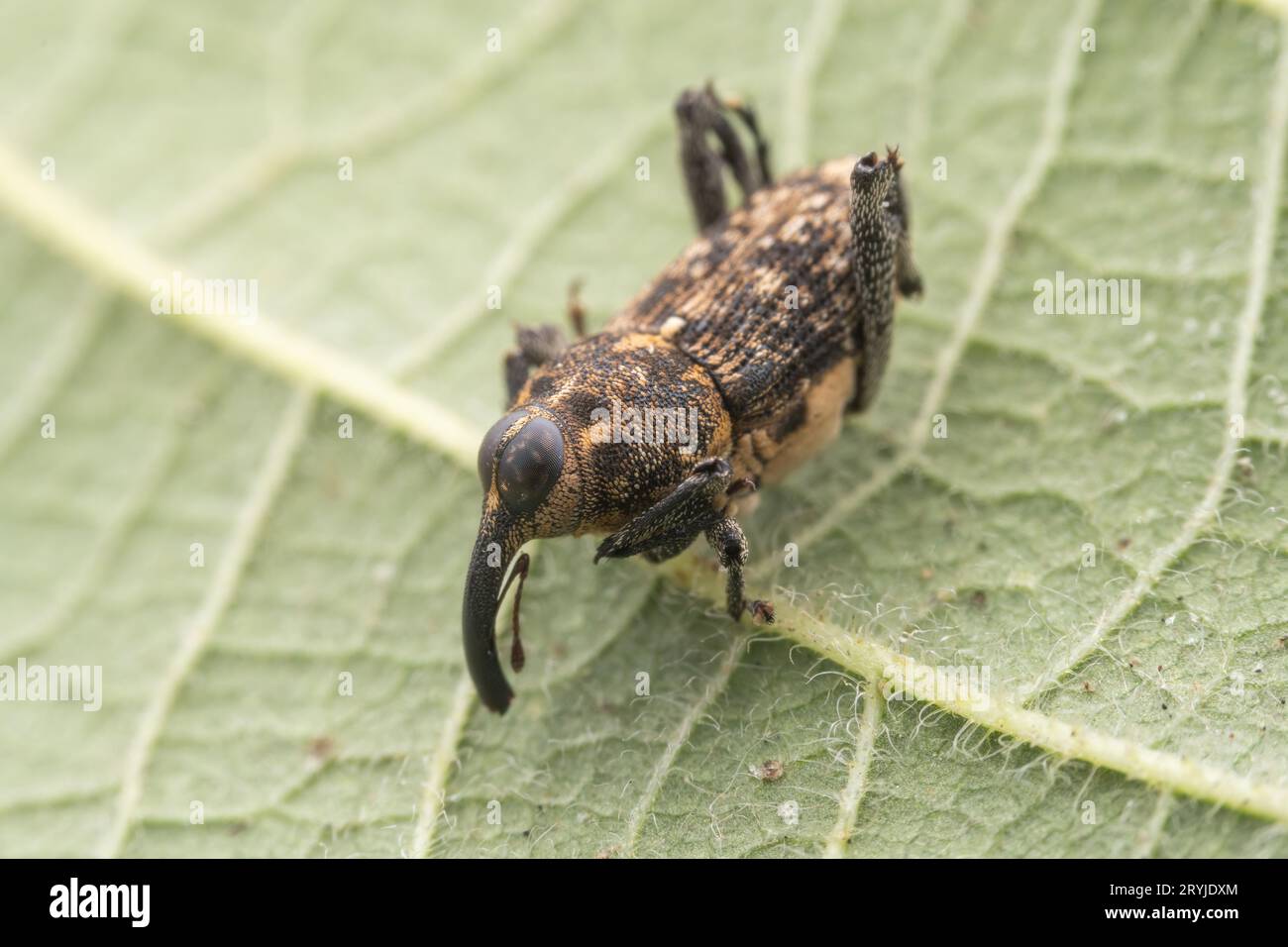 weevil in the wild state Stock Photo - Alamy