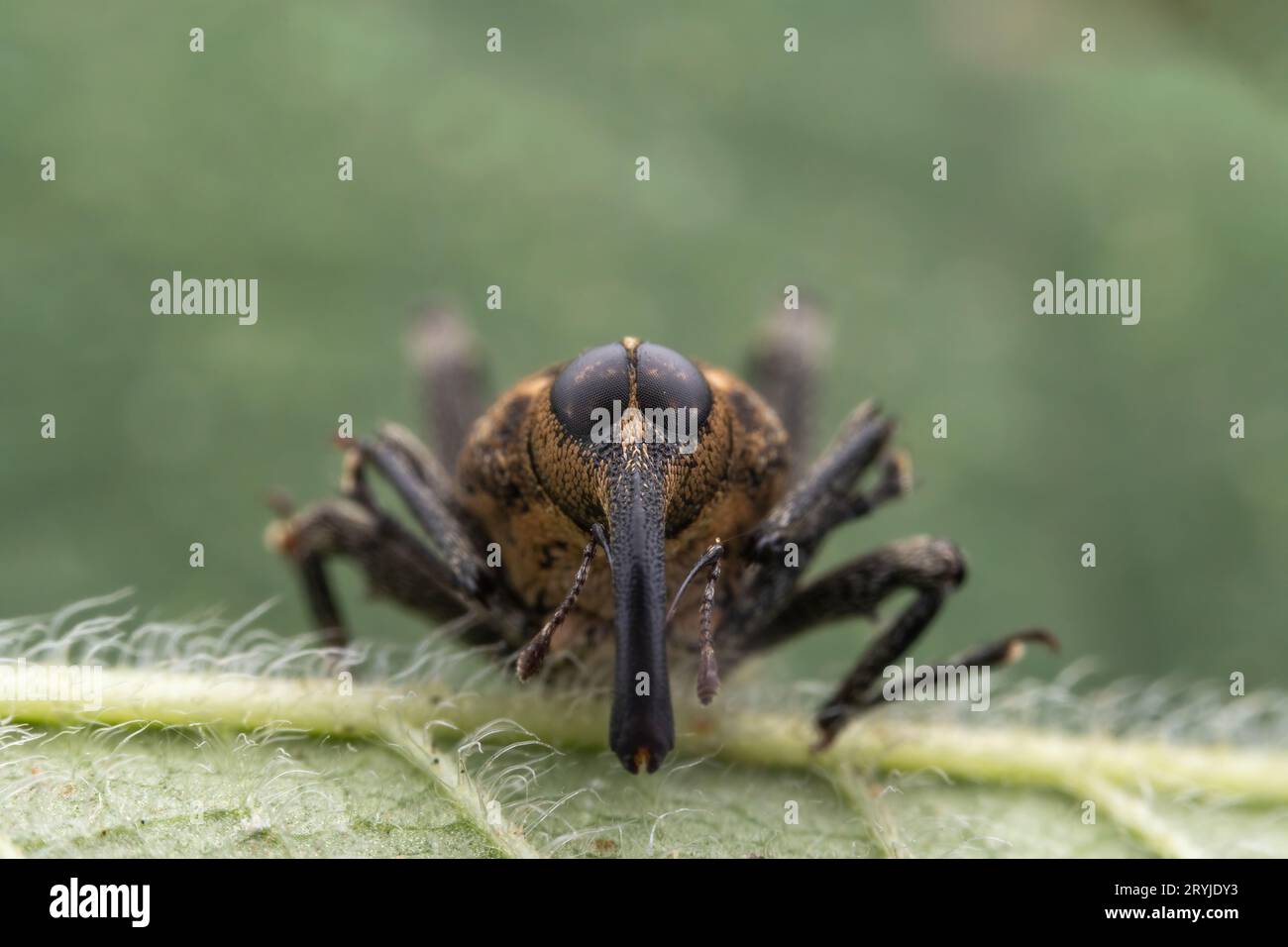 weevil in the wild state Stock Photo - Alamy