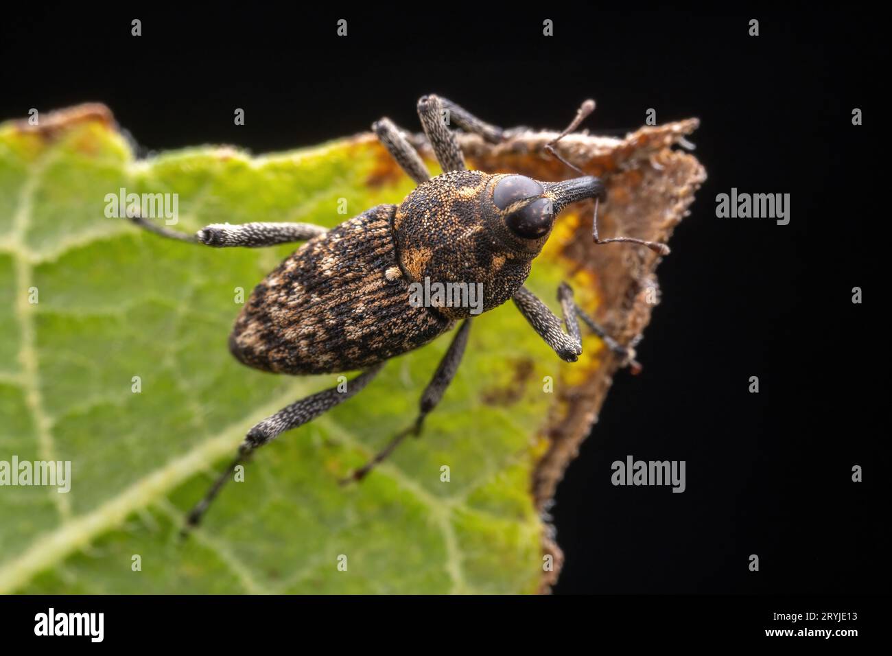 Weevil at their natural habitat hi-res stock photography and images - Alamy