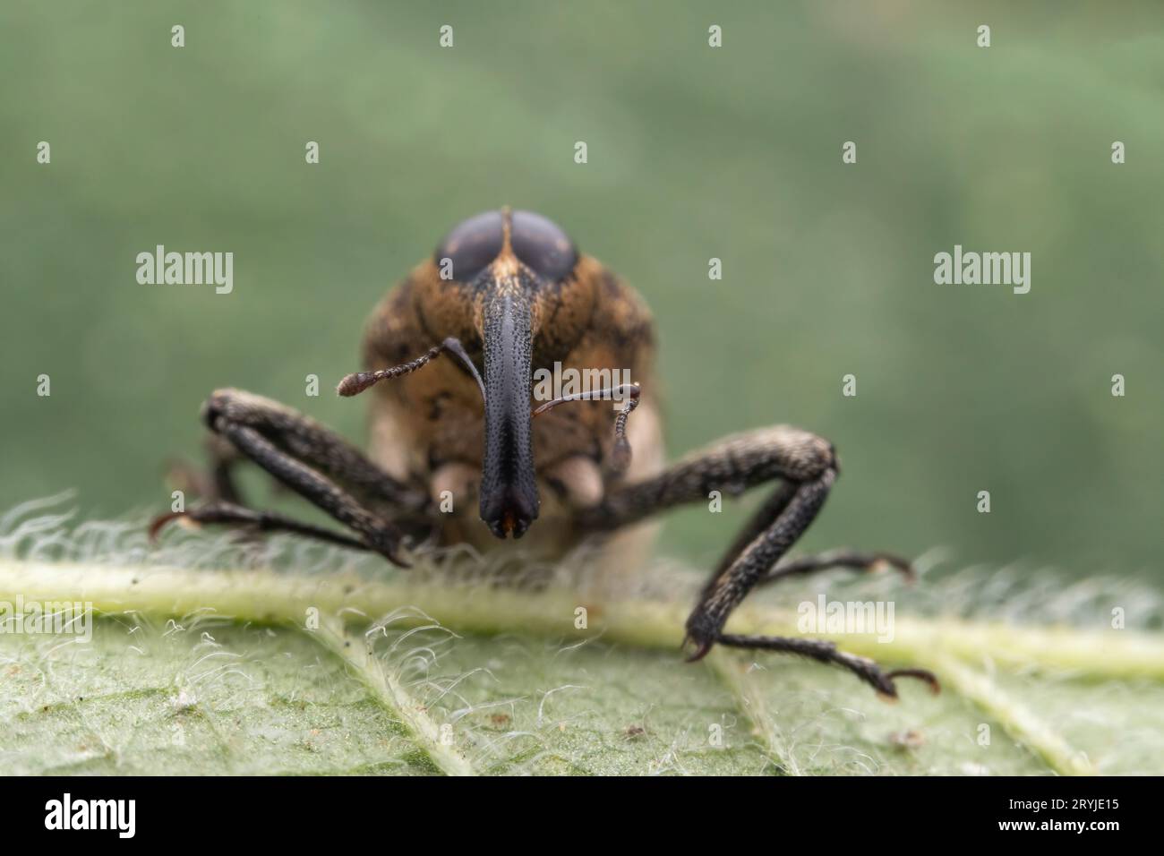 weevil in the wild state Stock Photo - Alamy