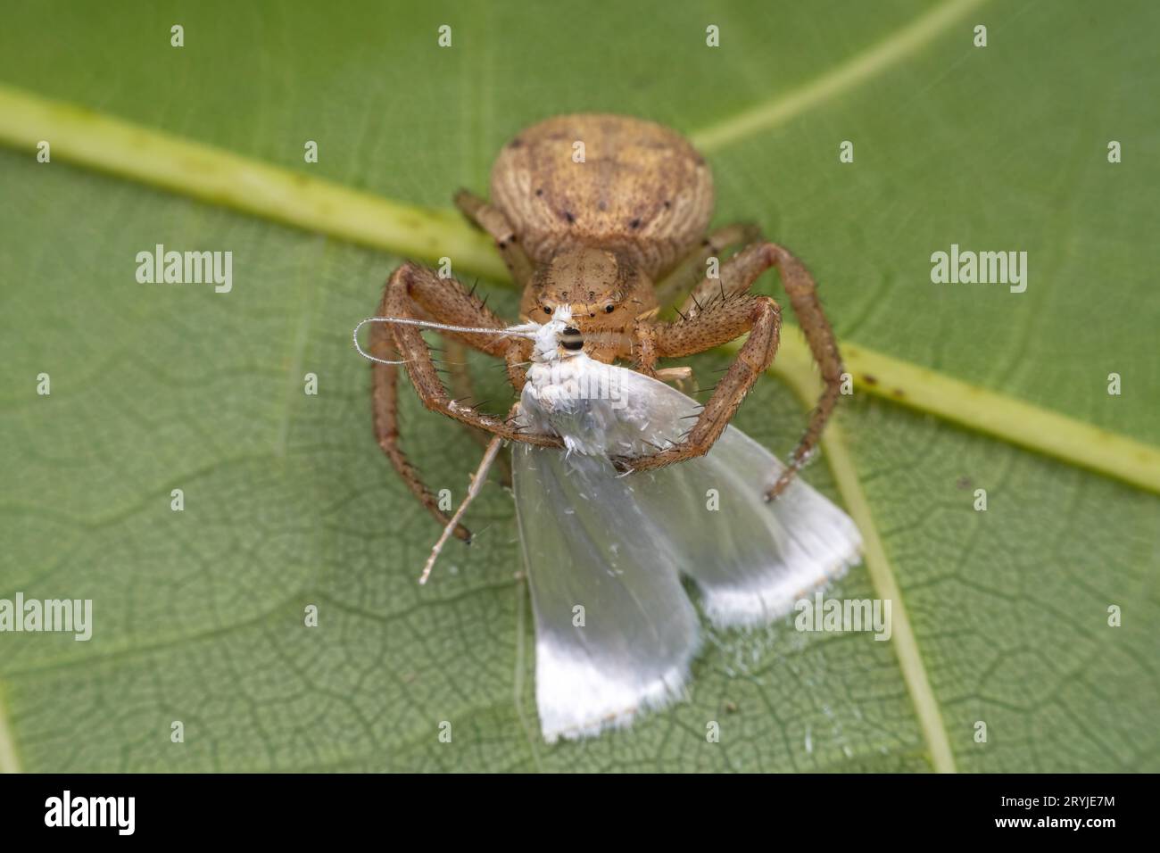 Crab spiders prey on moths in the wild state Stock Photo - Alamy