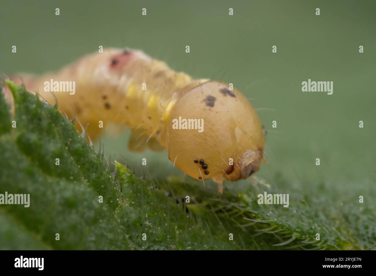 Sphingidae larvae in the wild state Stock Photo - Alamy