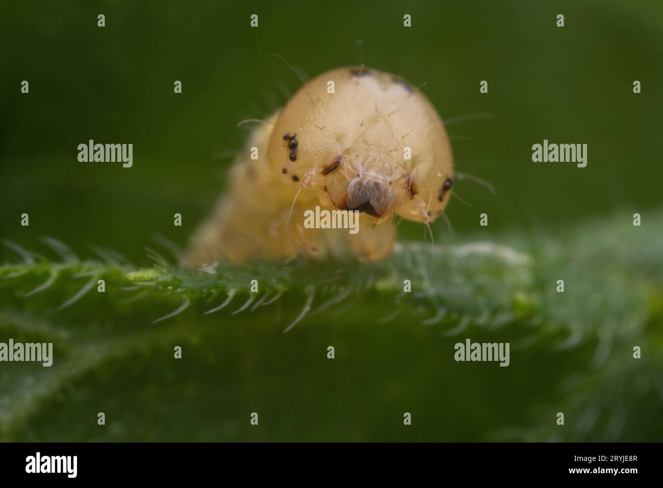 Sphingidae larvae in the wild state Stock Photo - Alamy
