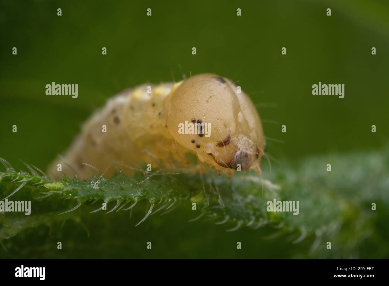 Sphingidae larvae in the wild state Stock Photo - Alamy
