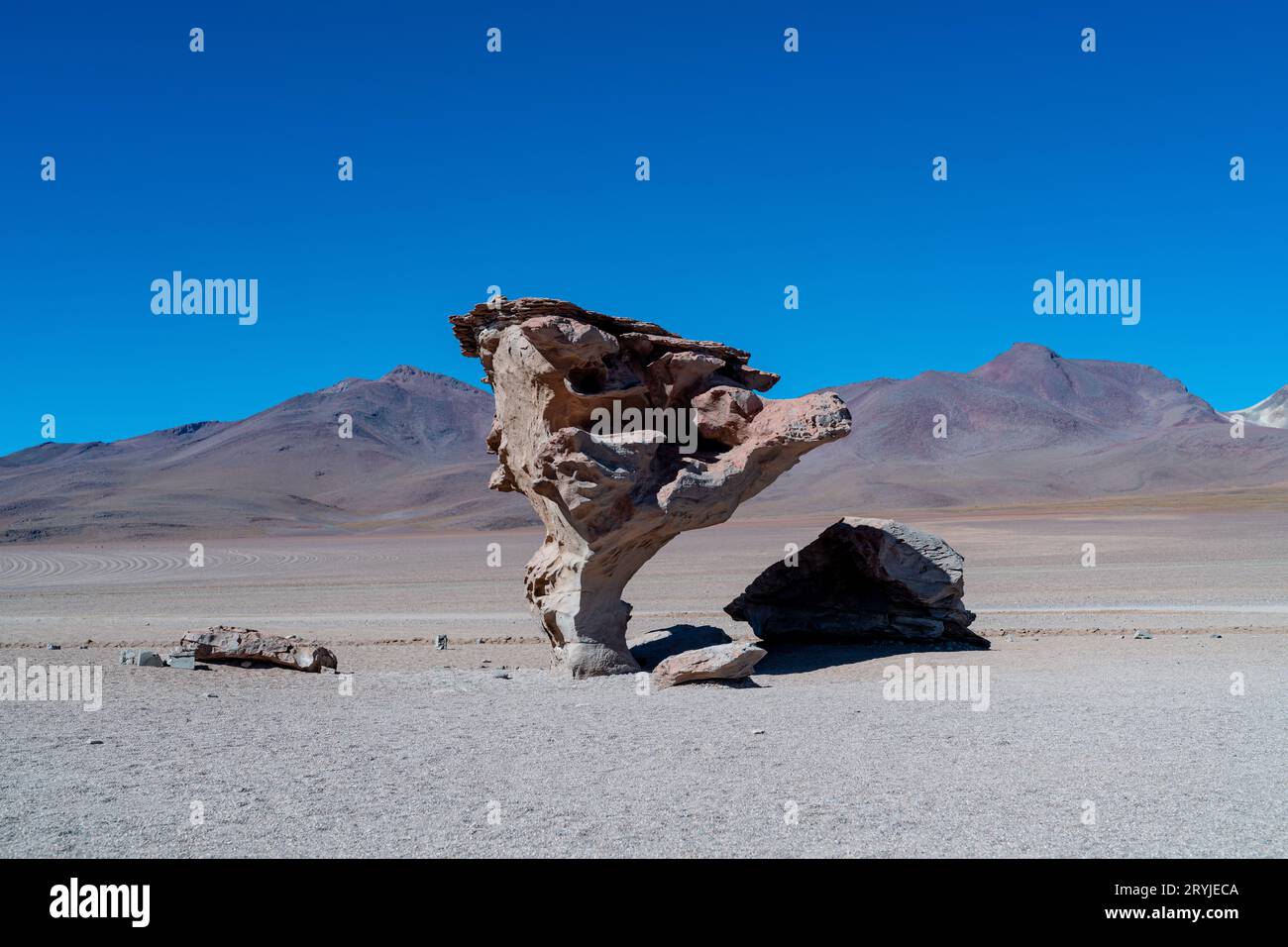 Stone tree in the bolivian altiplano Stock Photo - Alamy