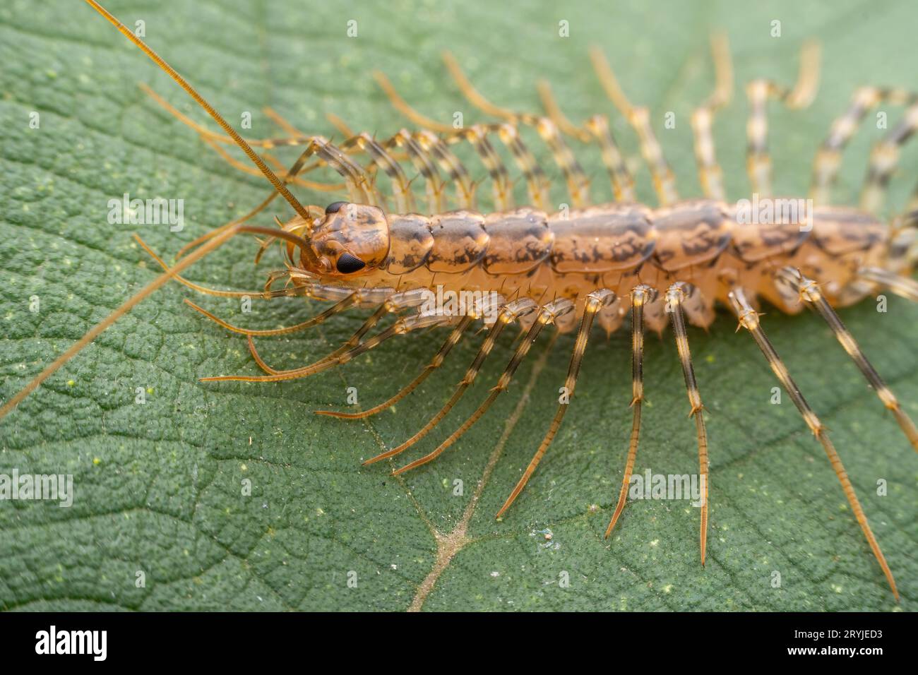 common house centipede in the wild state Stock Photo - Alamy