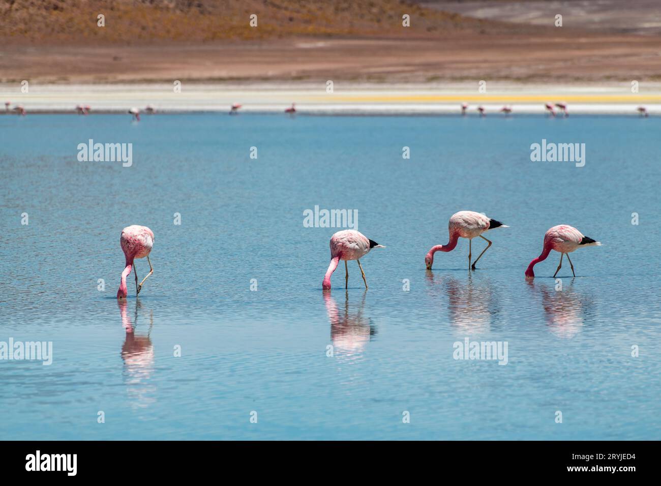 Desert landscape and wildlife of the altiplanic lagoons in Bolivia ...
