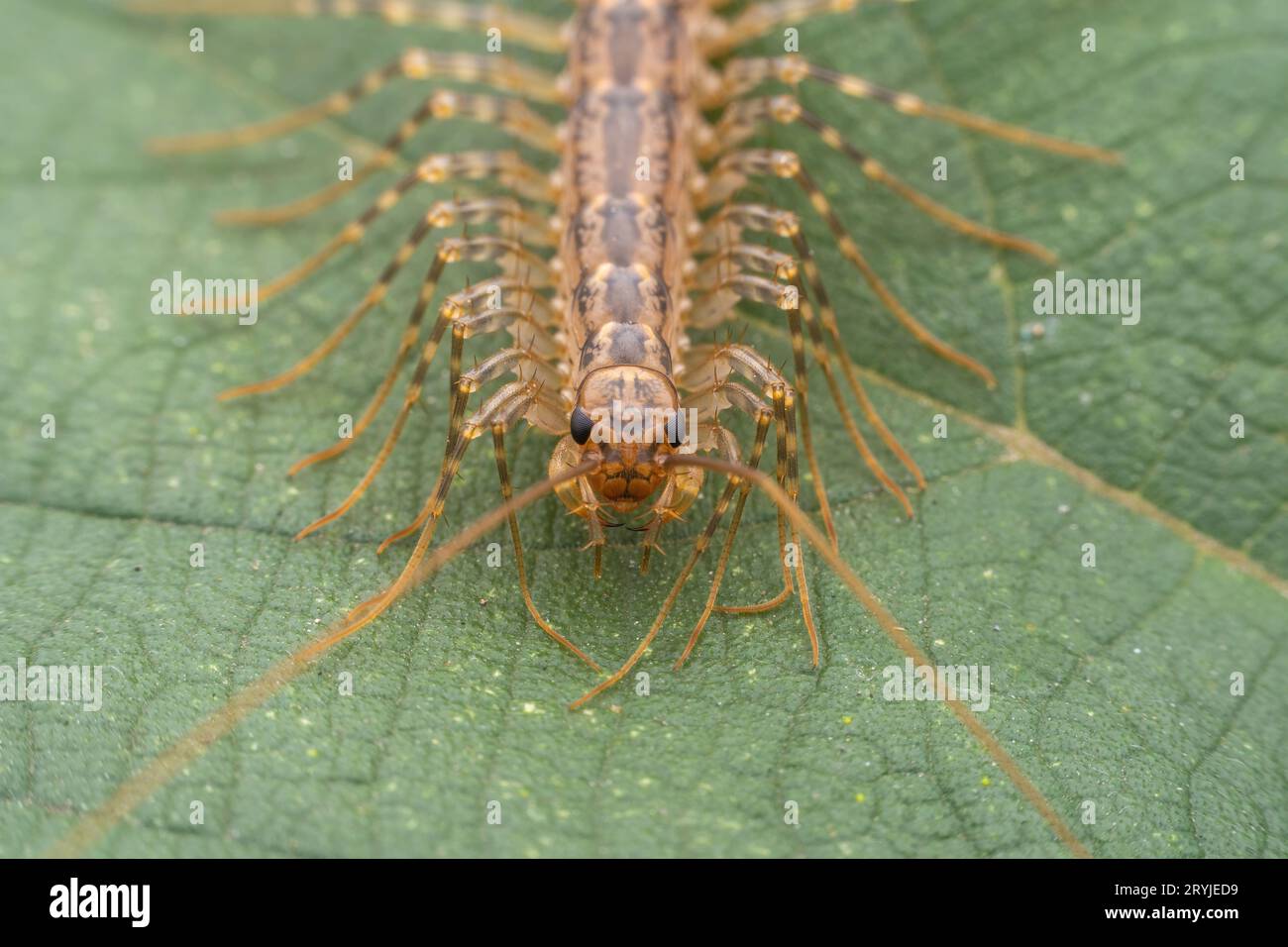 common house centipede in the wild state Stock Photo - Alamy