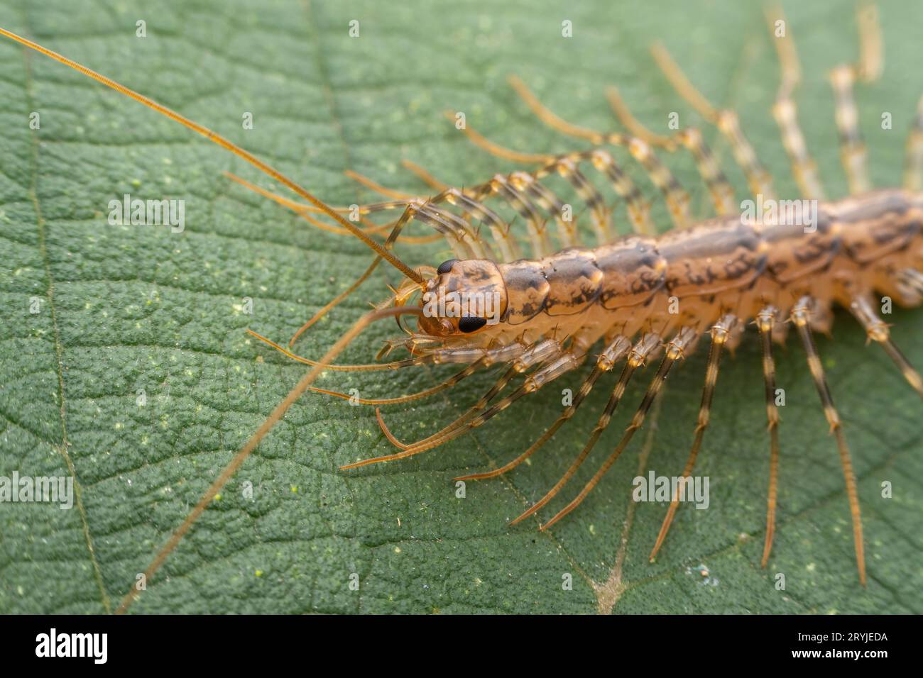 Millipedes in house hi-res stock photography and images - Alamy