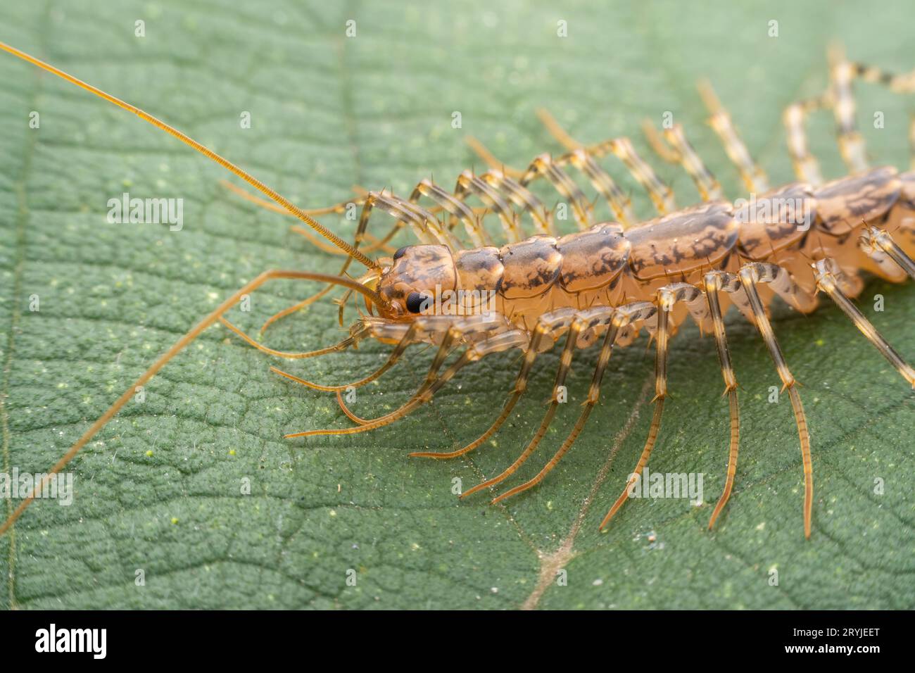 common house centipede in the wild state Stock Photo - Alamy