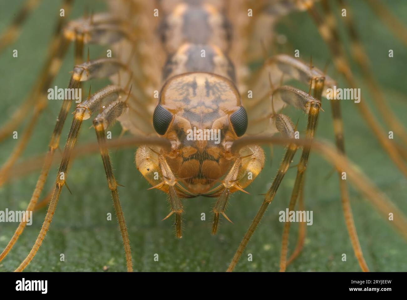 Millipedes in house hi-res stock photography and images - Alamy