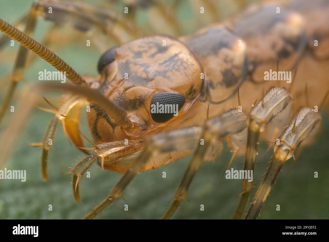 common house centipede in the wild state Stock Photo - Alamy