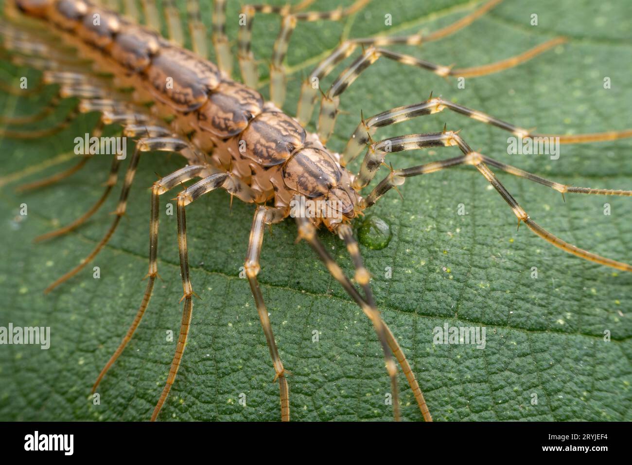 common house centipede in the wild state Stock Photo - Alamy