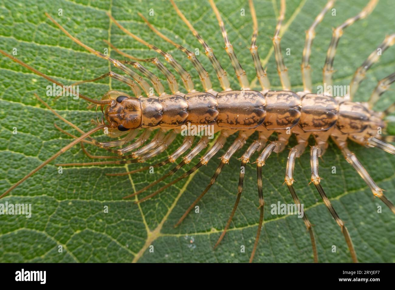 Millipedes in house hi-res stock photography and images - Alamy