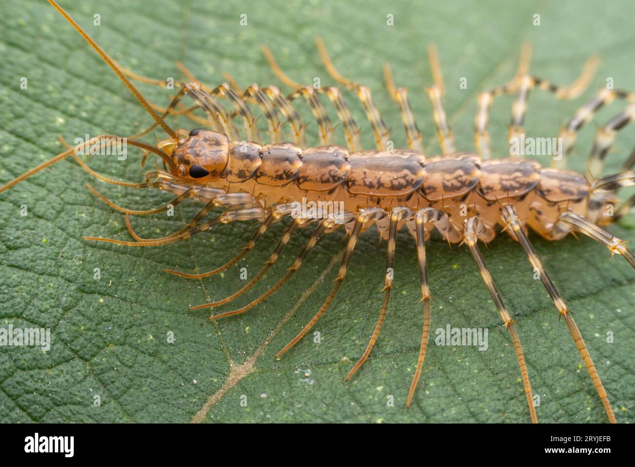 Hundred pedes hi-res stock photography and images - Alamy