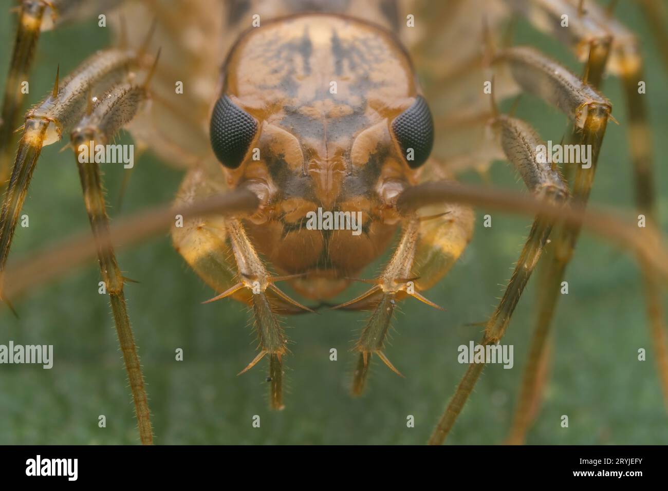 common house centipede in the wild state Stock Photo - Alamy