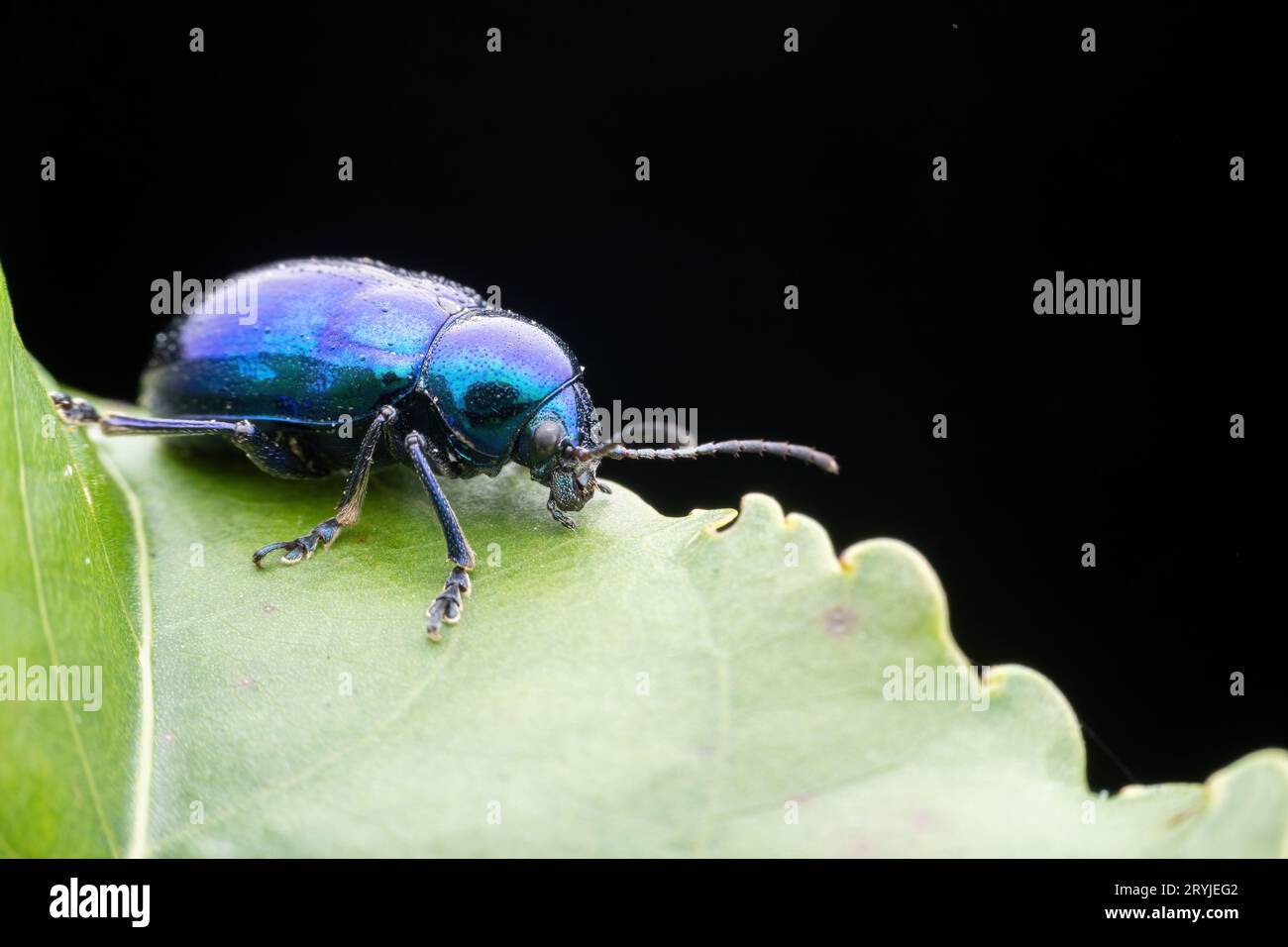 Purple leaf beetle in the wild state Stock Photo - Alamy