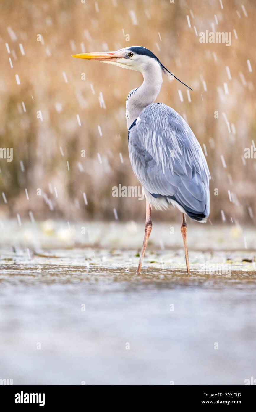 Grey heron area cinerea hi-res stock photography and images - Alamy