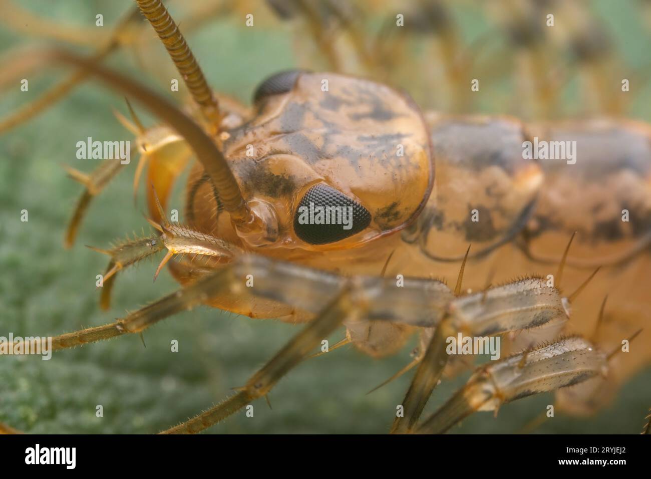 common house centipede in the wild state Stock Photo - Alamy