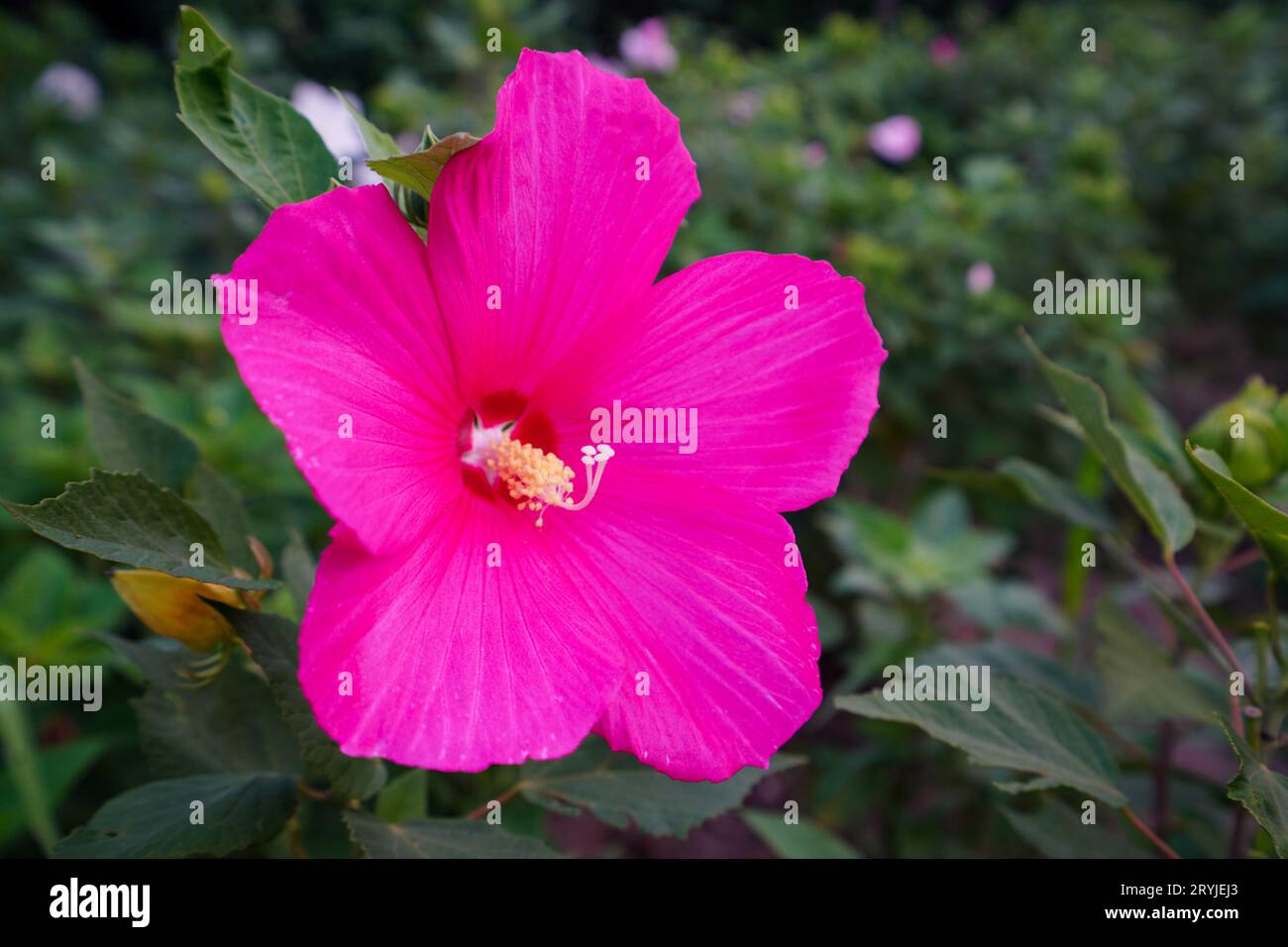 Hibiscus sunflower hi-res stock photography and images - Alamy