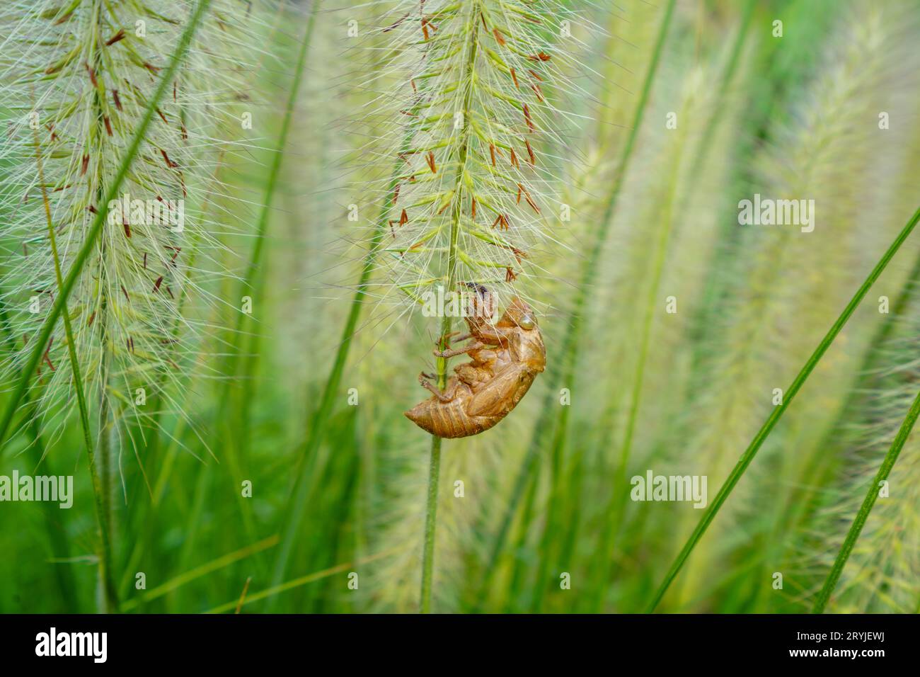 Cicadas slough on Chinese pennisetum Stock Photo - Alamy