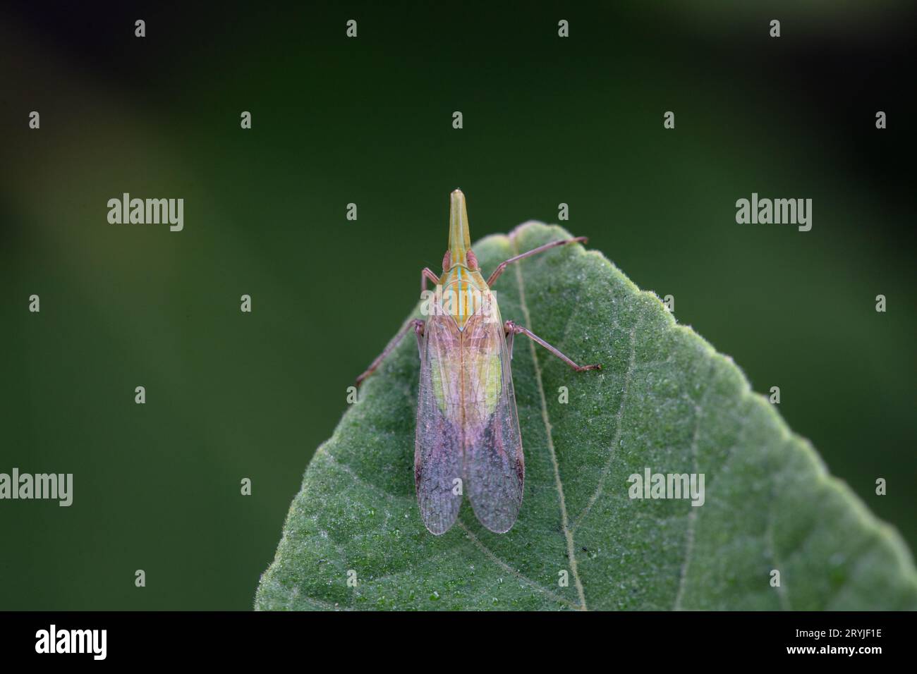 planthopper in the wild state Stock Photo - Alamy