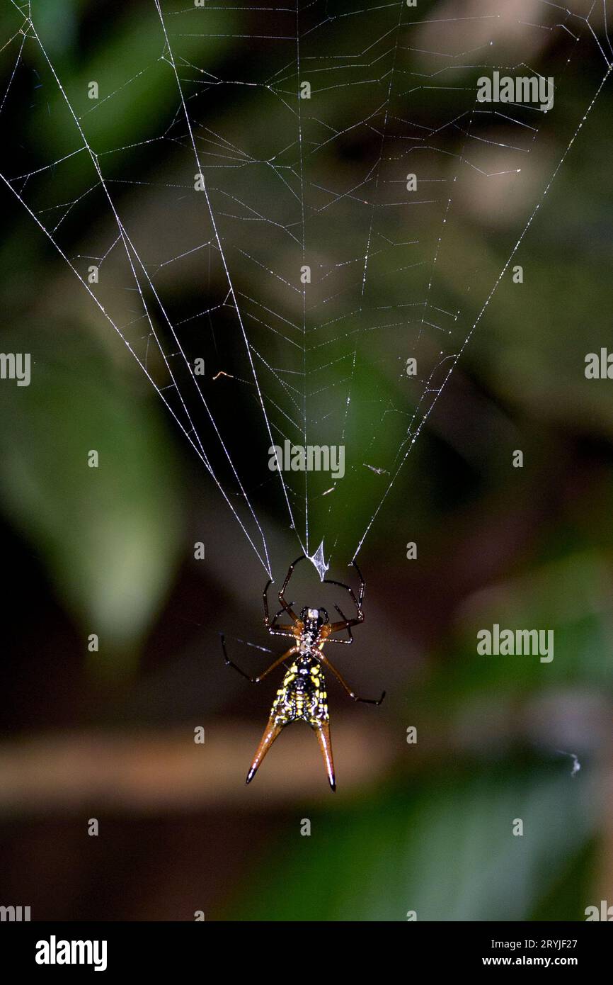 Spiders ventral side hi-res stock photography and images - Alamy