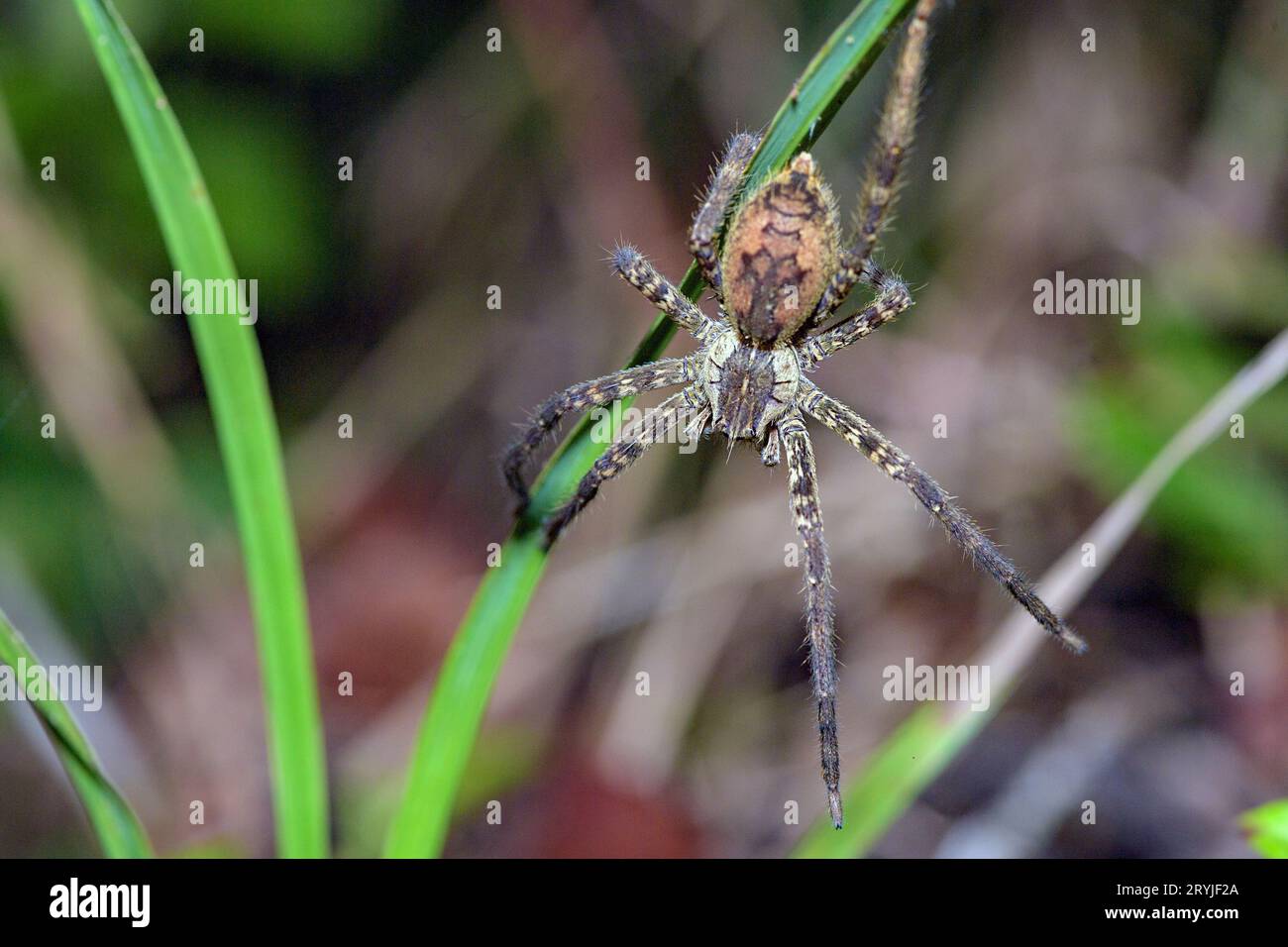 Banana spider and costa rica hi-res stock photography and images - Alamy