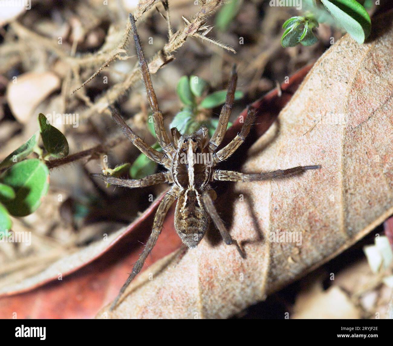 Wolf spider (Fam.: Lycosidae, Rabidosa sp.?) from Laguna Lagarto, Costa ...
