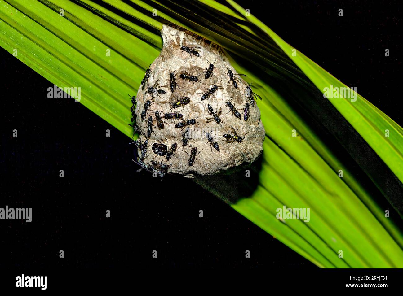 "Camaoti", swarm-founding eusocial wasps (Polybia occidentalis) from ...