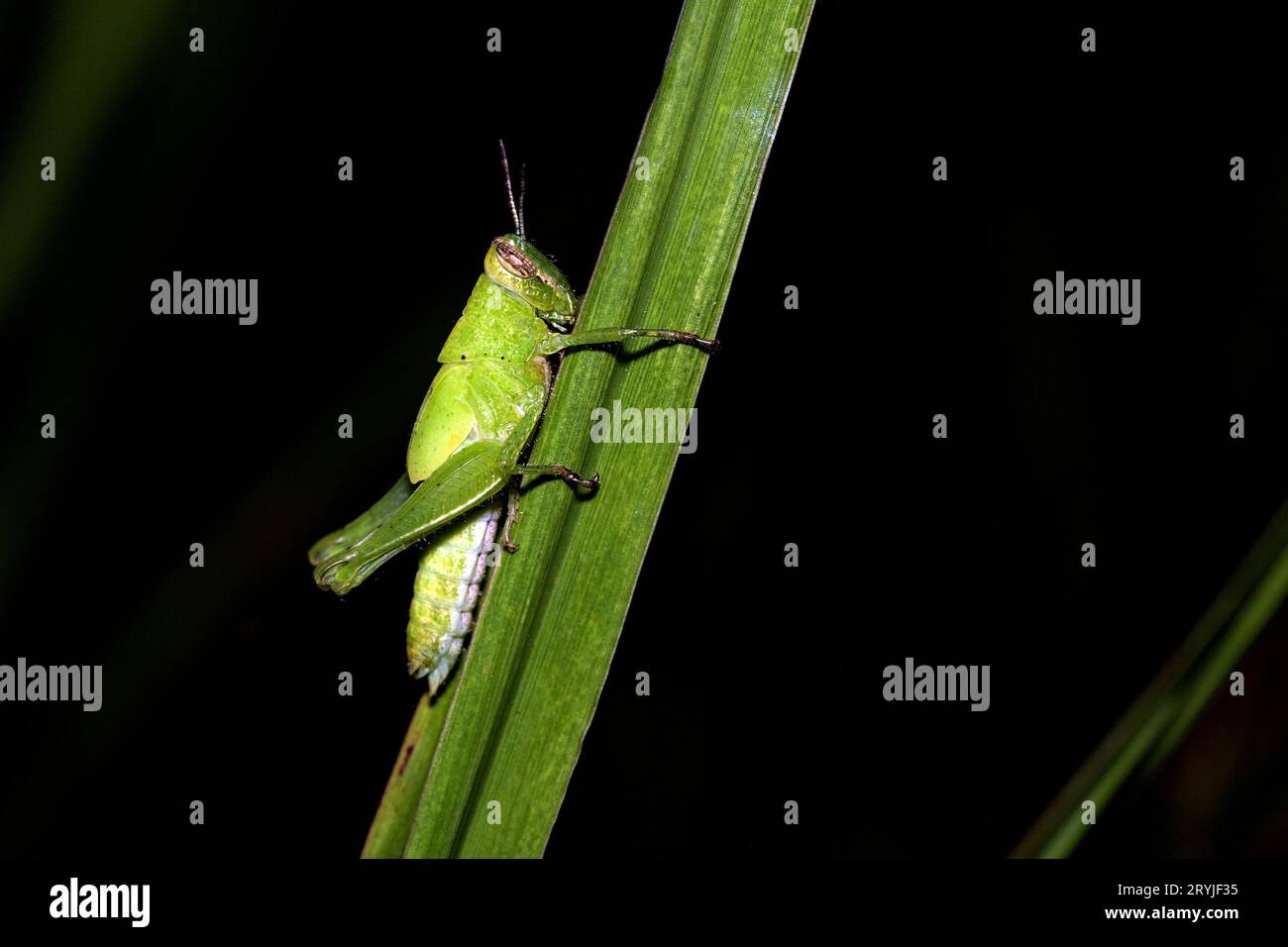 Green-striped grasshopper (Chortophaga viridifasciata) from Laguna ...
