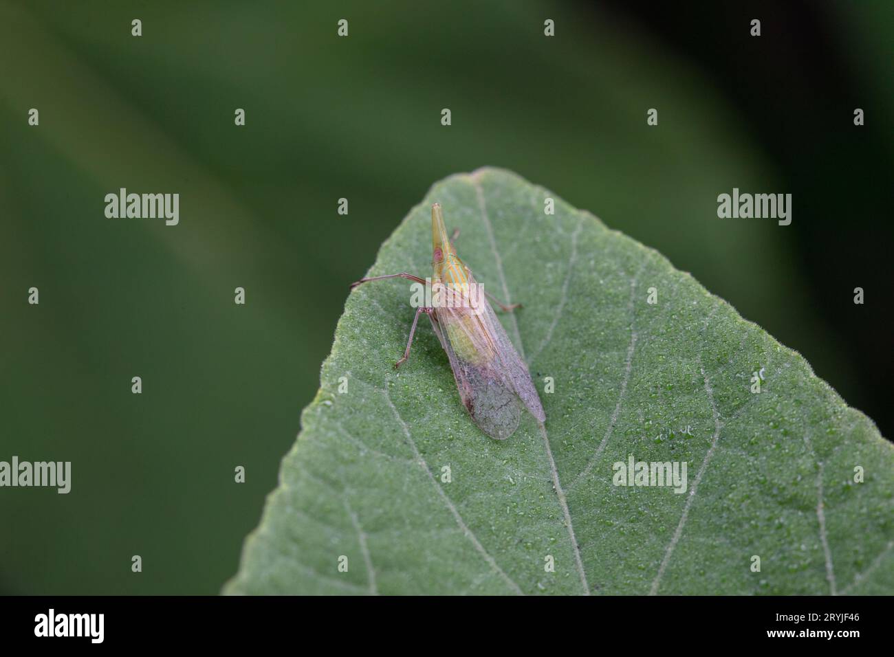 Planthopper in nature hi-res stock photography and images - Alamy