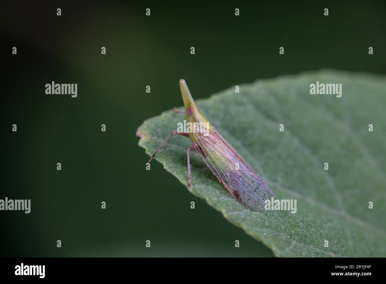 Planthopper in nature hi-res stock photography and images - Alamy