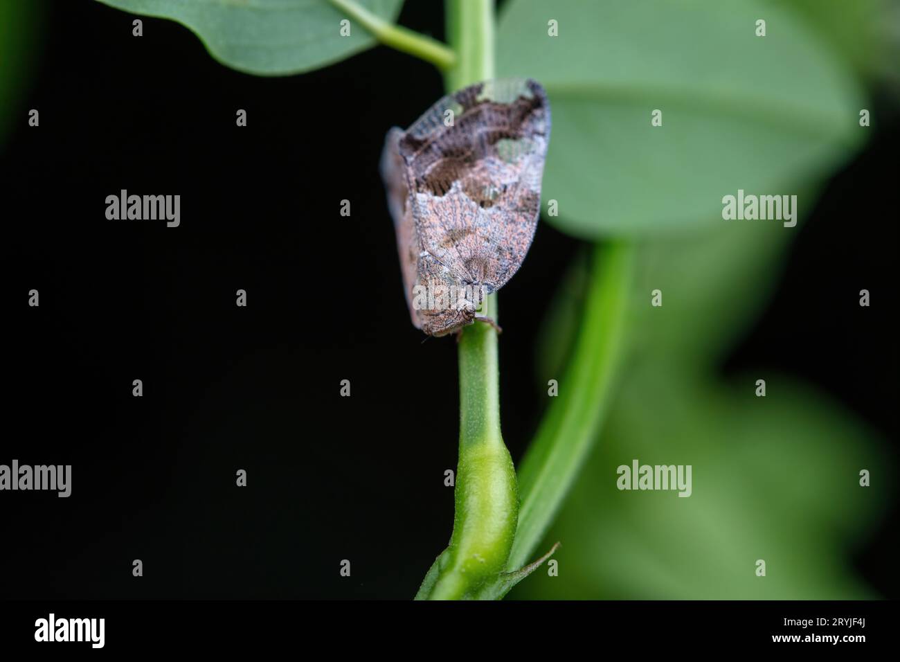 planthopper in the wild state Stock Photo - Alamy