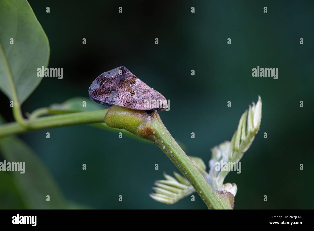 planthopper in the wild state Stock Photo - Alamy