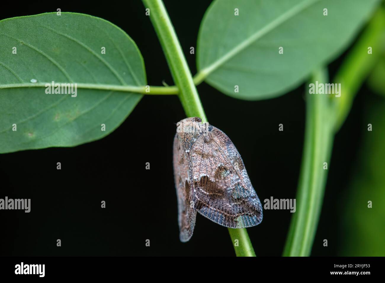 planthopper in the wild state Stock Photo - Alamy