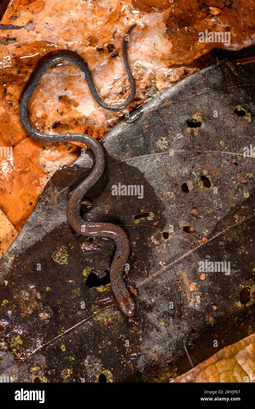 Oedipina hi-res stock photography and images - Alamy