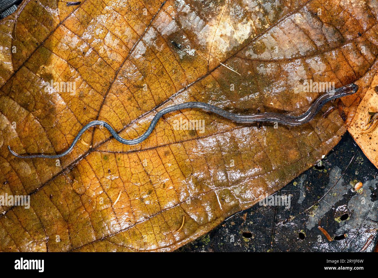 Oedipina hi-res stock photography and images - Alamy