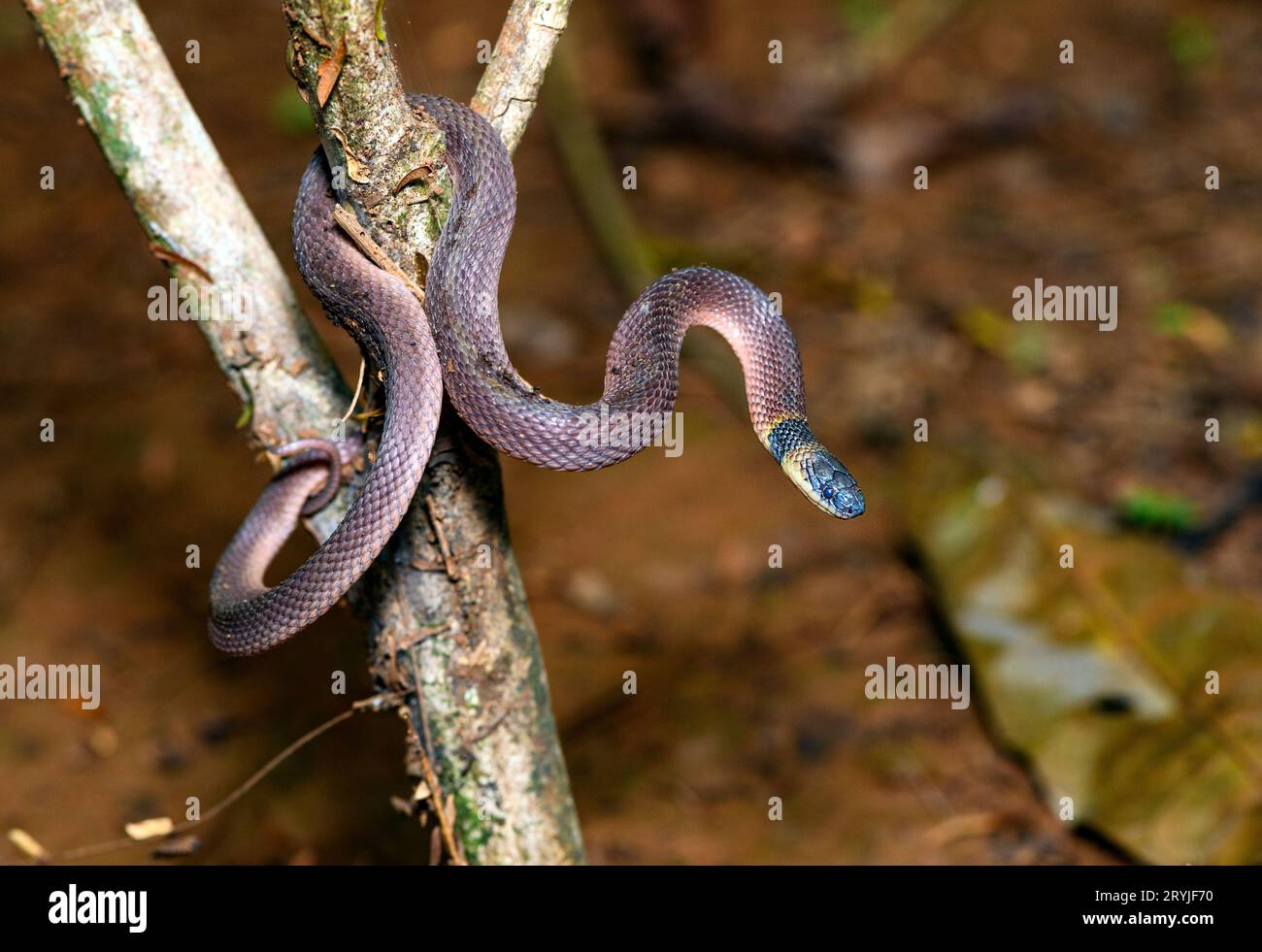 Ninia snake hi-res stock photography and images - Alamy