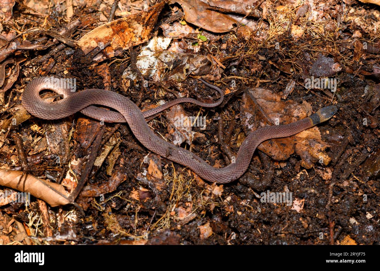 Redback coffee snake hi-res stock photography and images - Alamy