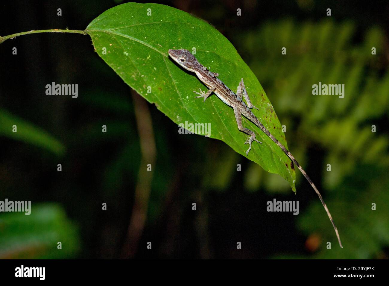 Laguna de reptiles hi-res stock photography and images - Alamy