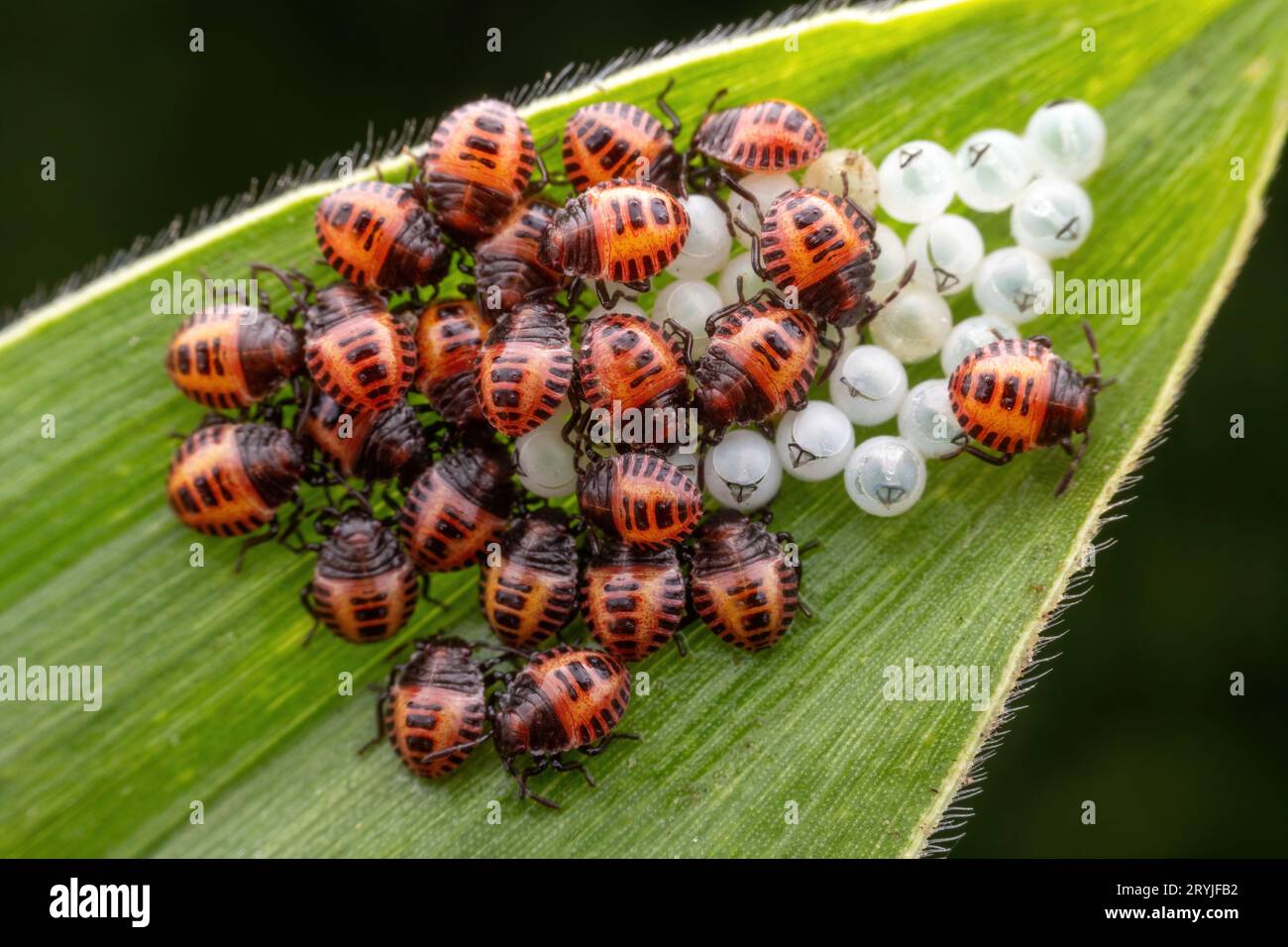 Just hatched larvae hi-res stock photography and images - Alamy