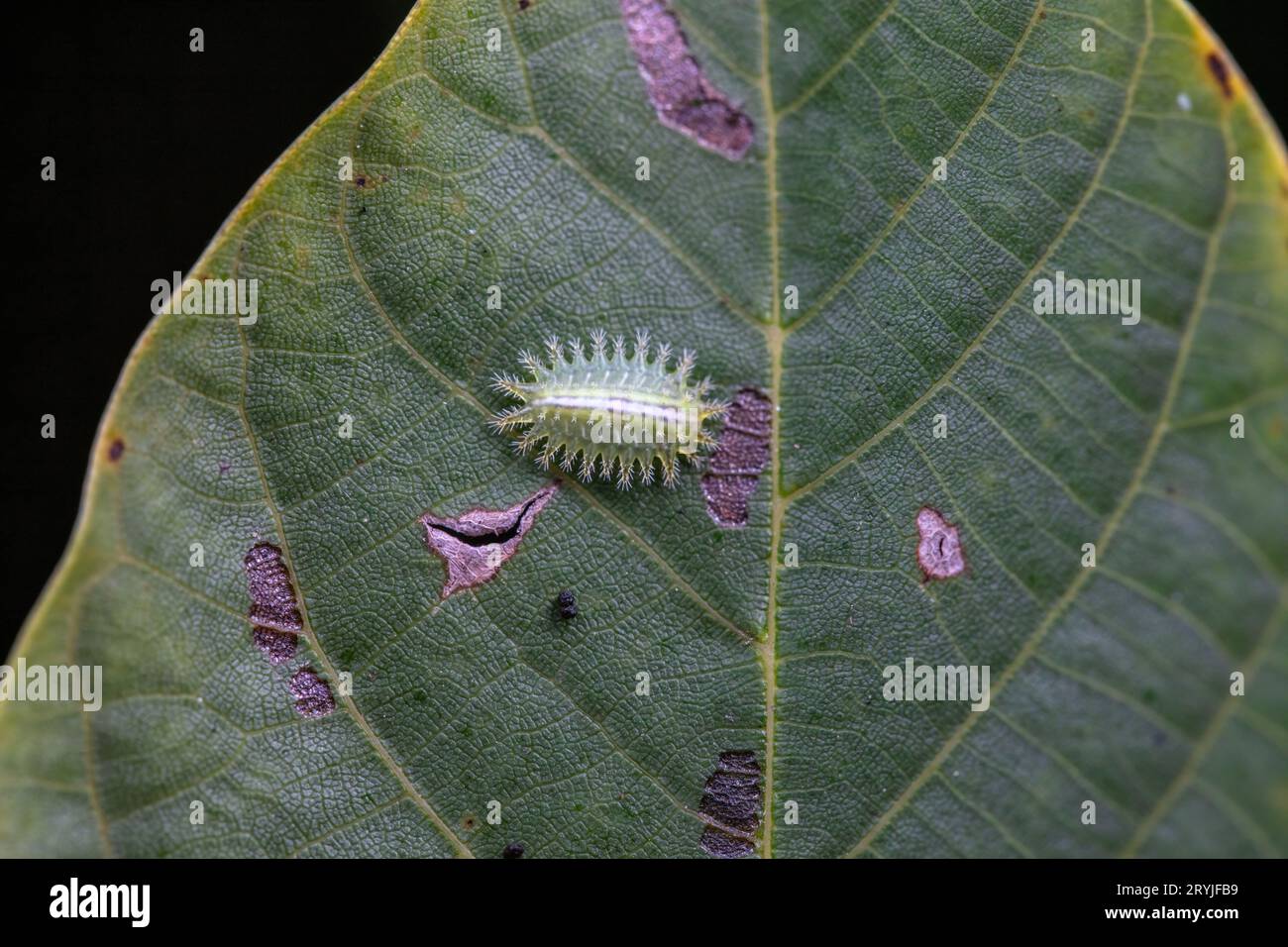 Thosca sinensis hi-res stock photography and images - Alamy