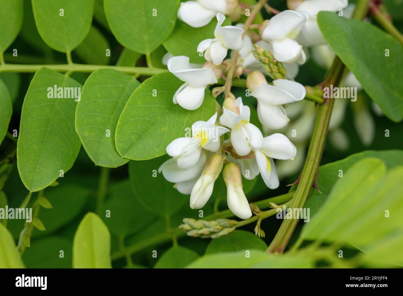 Sophora flower hi-res stock photography and images - Alamy