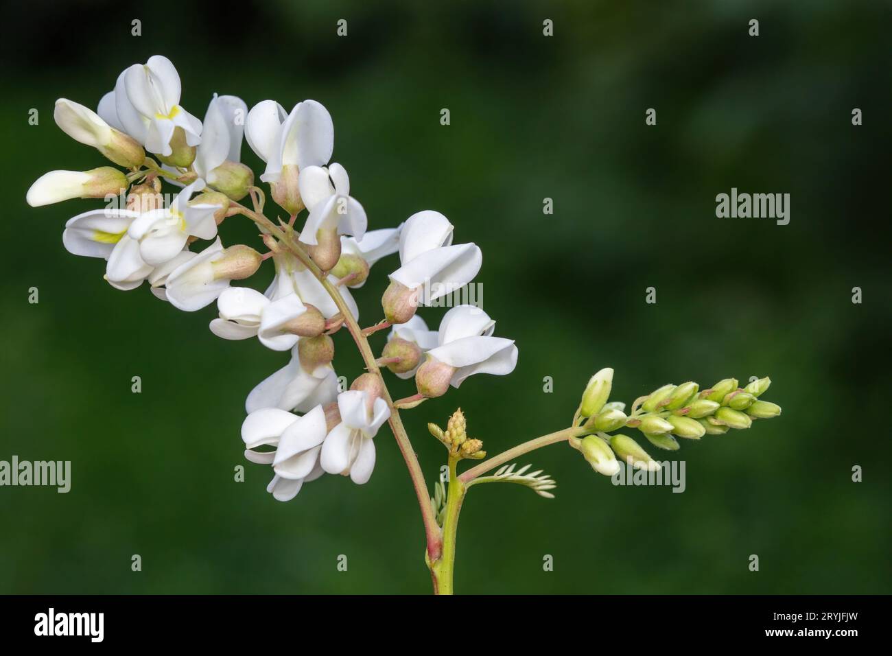 sophora flower in the wild state Stock Photo - Alamy