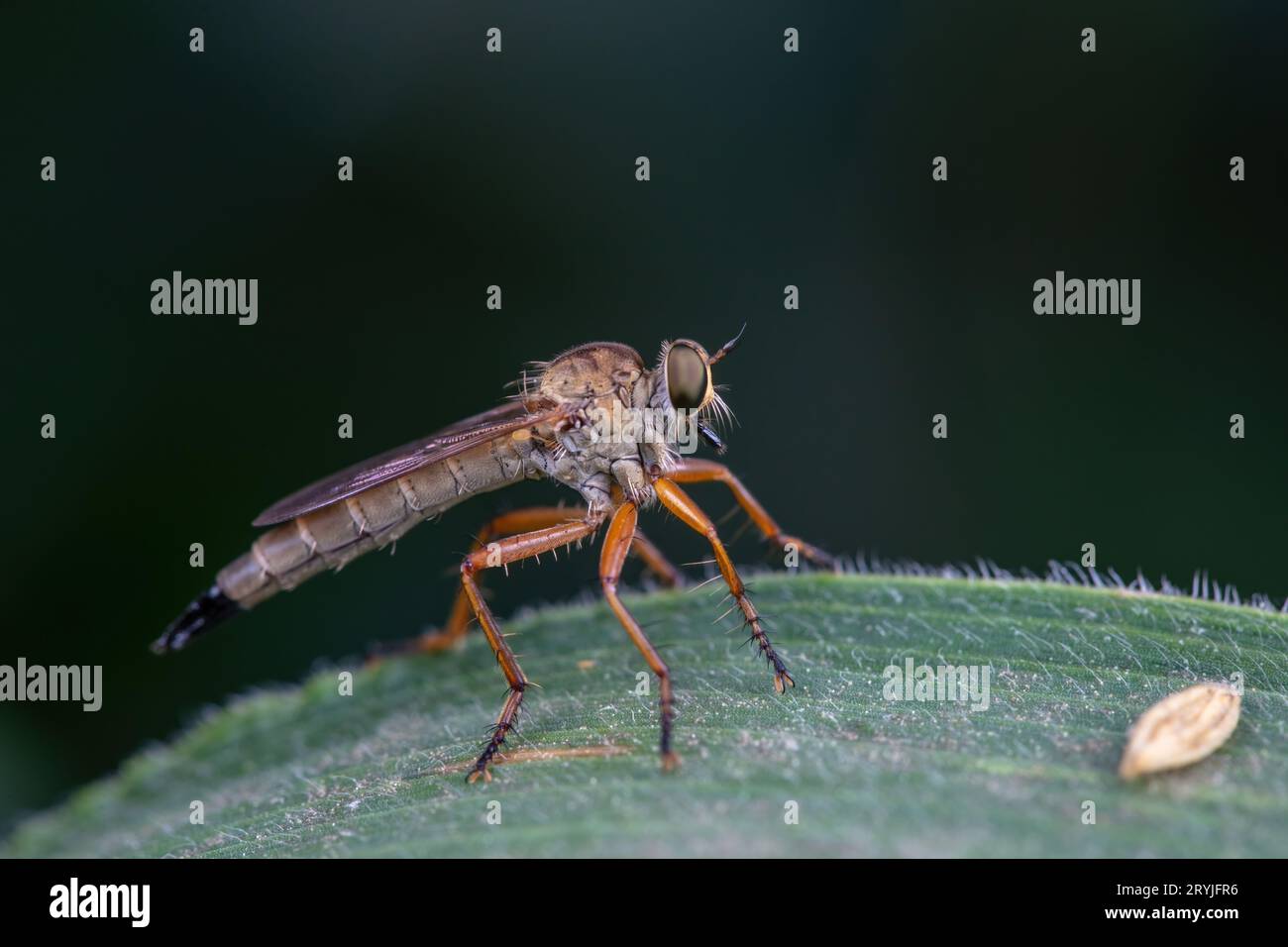 Robber flies hi-res stock photography and images - Alamy