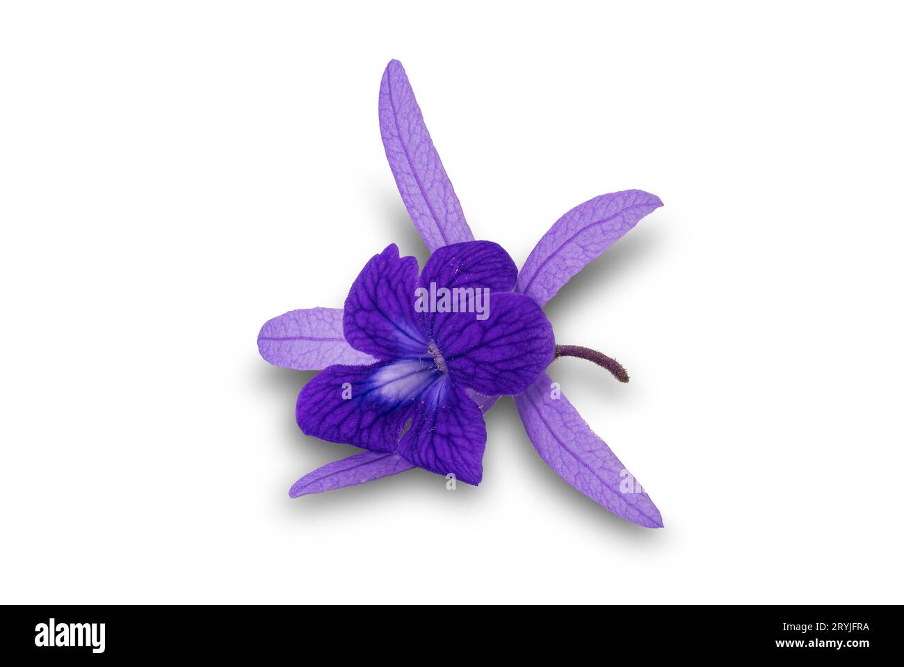 Beautiful single flower hi-res stock photography and images - Alamy