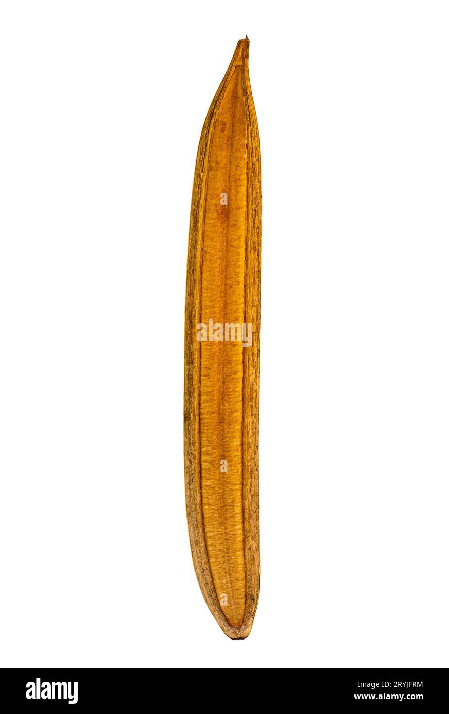Texture of single dry inner tree pod isolated on white background Stock ...